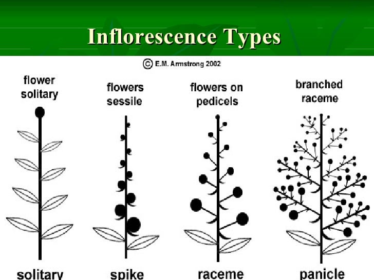 Morphoanatomy Of The Flower