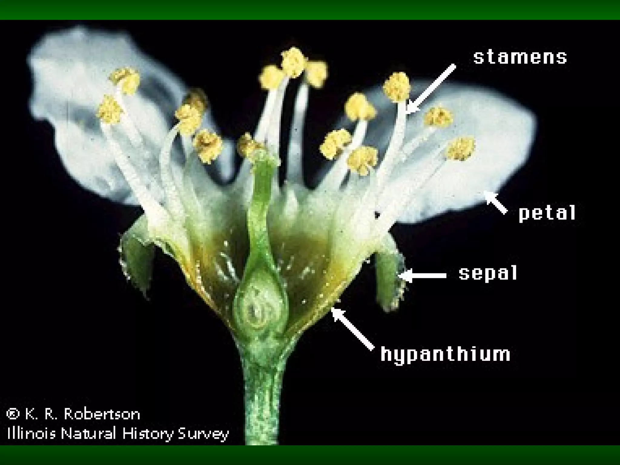 Morphoanatomy Of The Flower | PPT