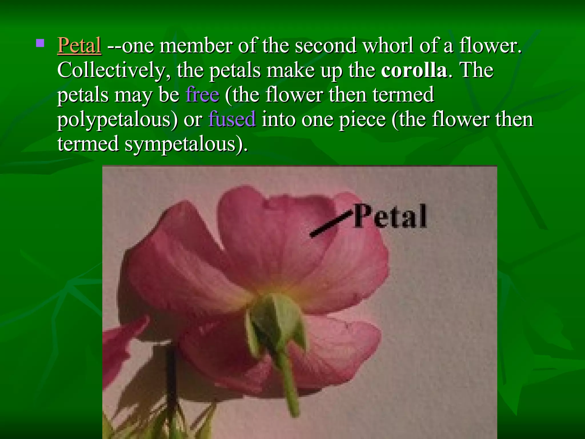 Morphoanatomy Of The Flower | PPT