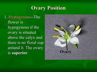 Morphoanatomy Of The Flower | PPT