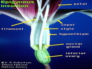 Morphoanatomy Of The Flower | PPT