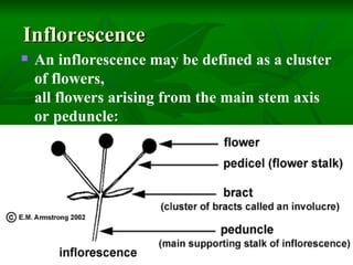 Morphoanatomy Of The Flower | PPT