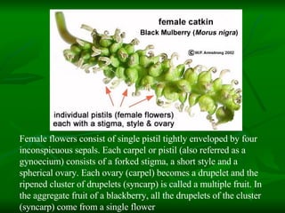 Morphoanatomy Of The Flower | PPT