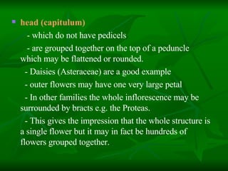 Morphoanatomy Of The Flower | PPT