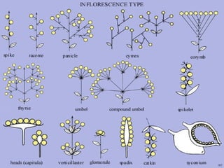 Morphoanatomy Of The Flower | PPT