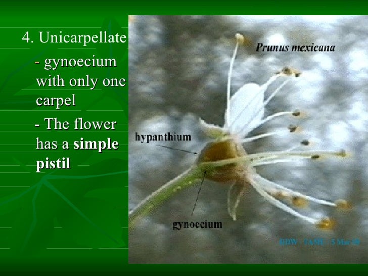 Morphoanatomy Of The Flower