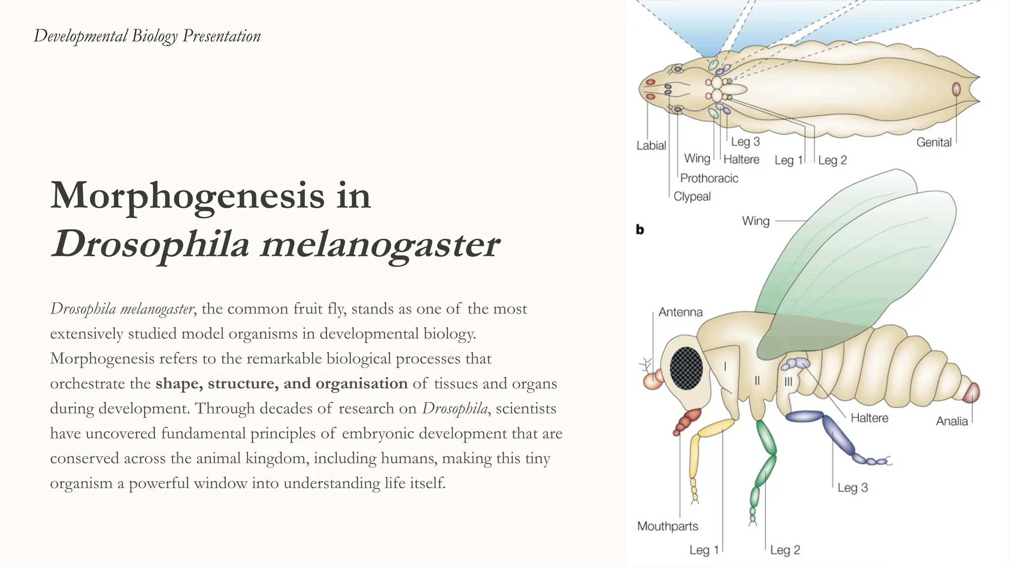Morphogenesis in Drosophila melanogaster | PPTX