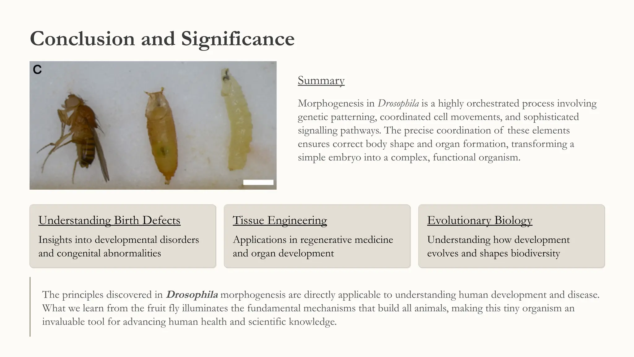 Morphogenesis in Drosophila melanogaster | PPTX
