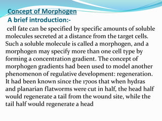 Morphogenesis and cell adhesion. | PPTX