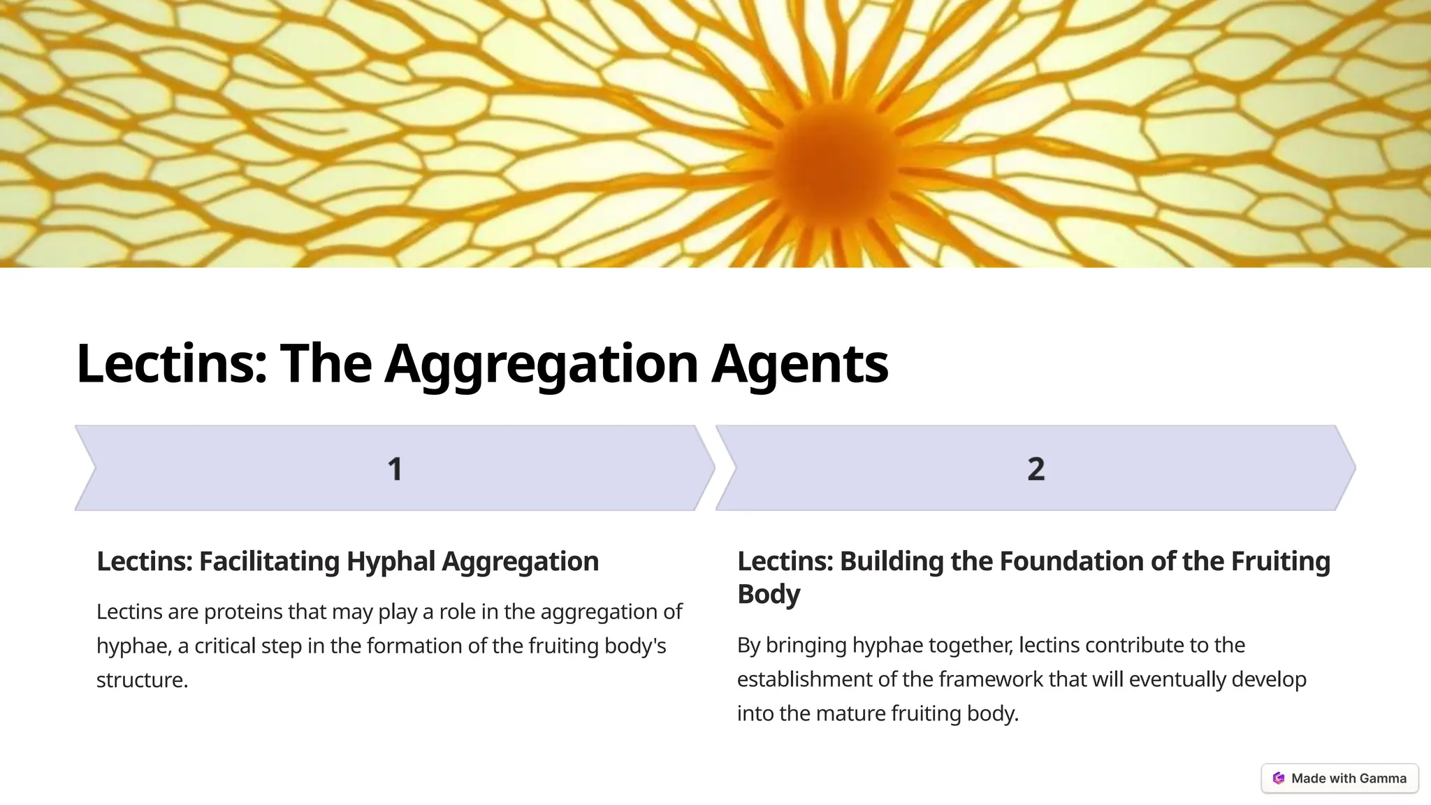 Morphogenesis of Mushroom and enzymes involved in morphogensis | PPTX