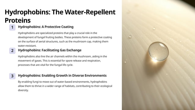 Morphogenesis of Mushroom and enzymes involved in morphogensis | PPTX ...