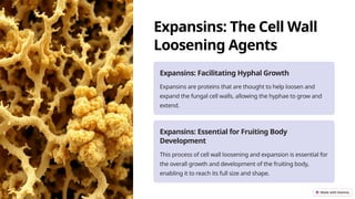 Morphogenesis of Mushroom and enzymes involved in morphogensis | PPTX