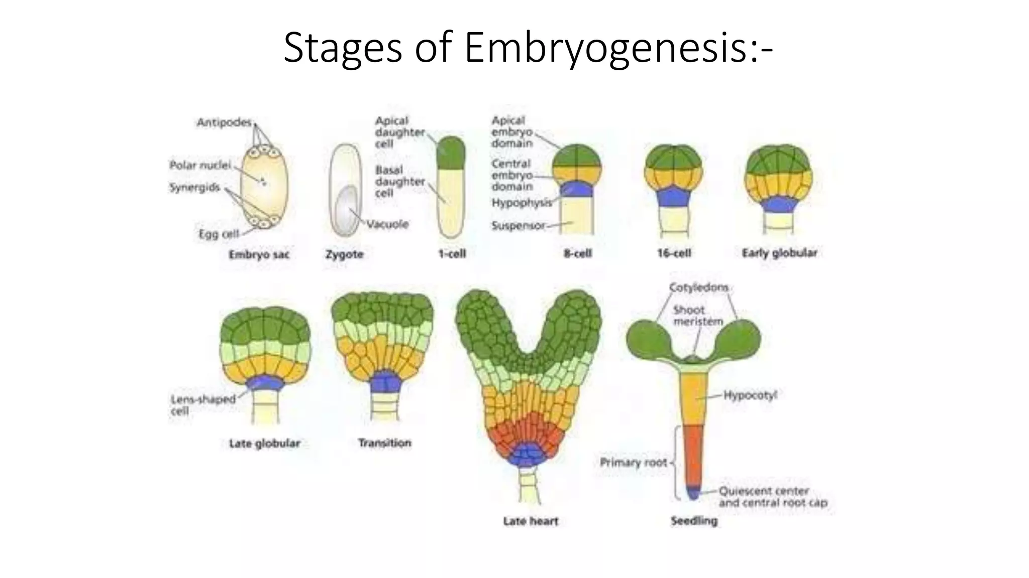 Morphogenesis, organogenesis, embryogenesis & other techniques | PPTX