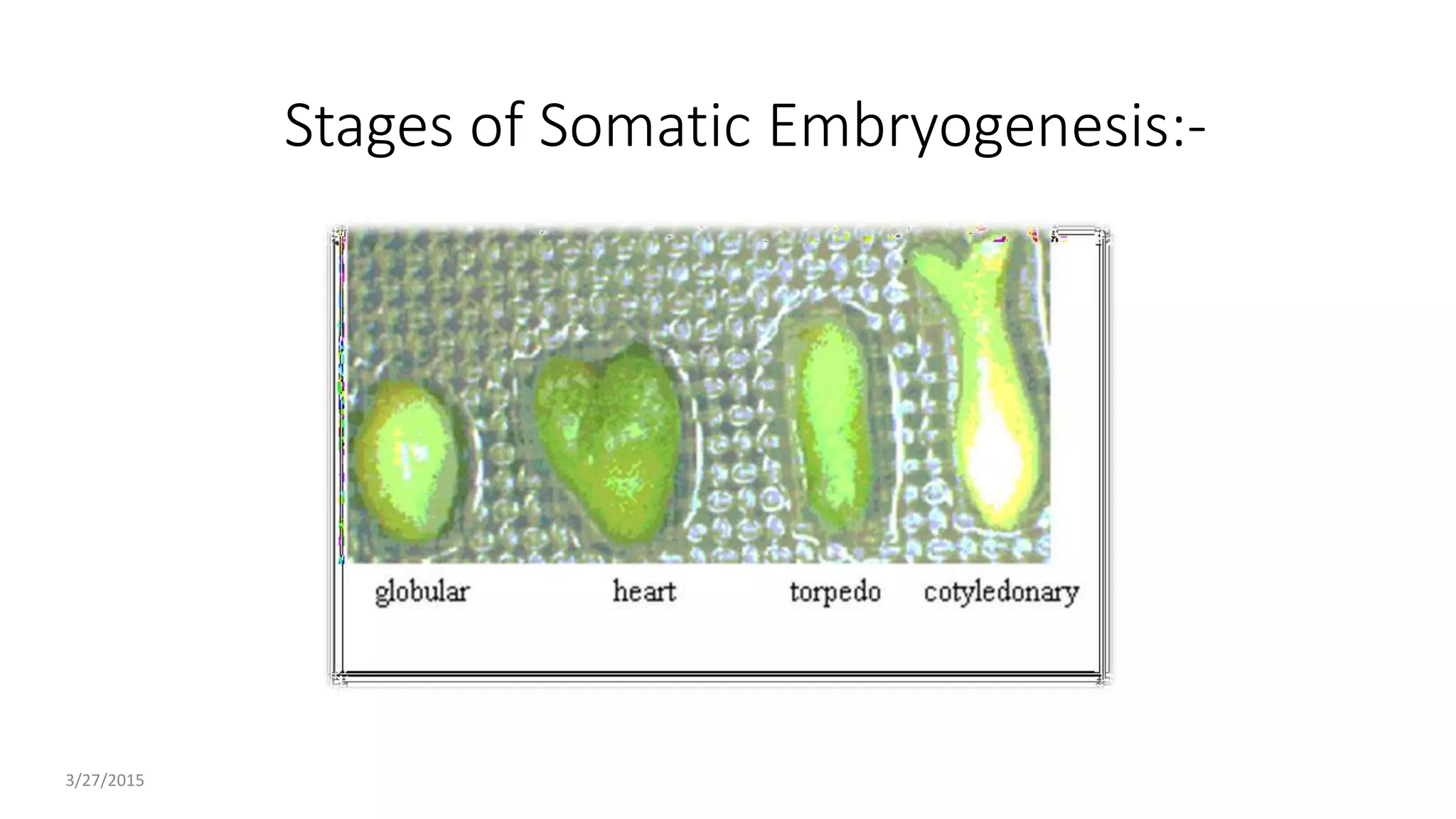 Morphogenesis, organogenesis, embryogenesis & other techniques | PPTX