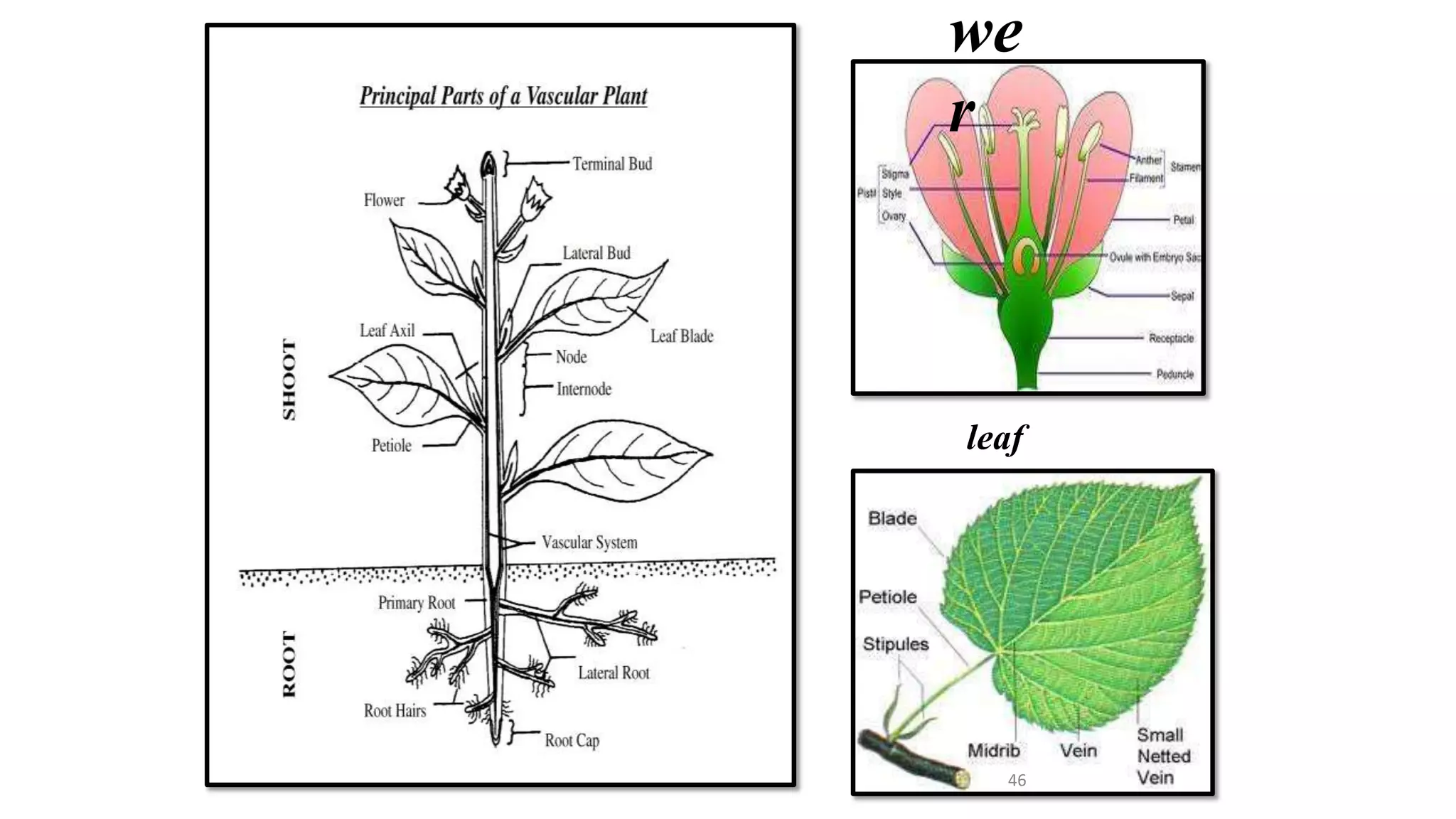 Morphogenesis, organogenesis, embryogenesis & other techniques | PPTX