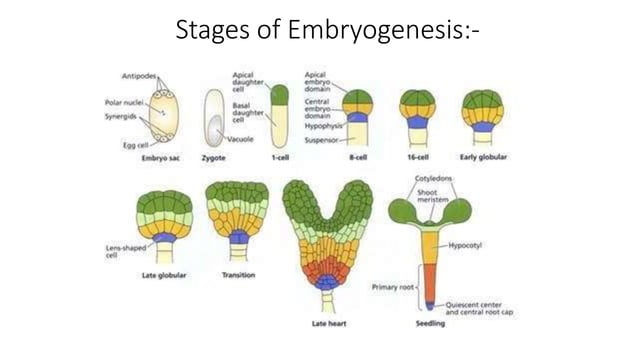 Morphogenesis, organogenesis, embryogenesis & other techniques | PPTX
