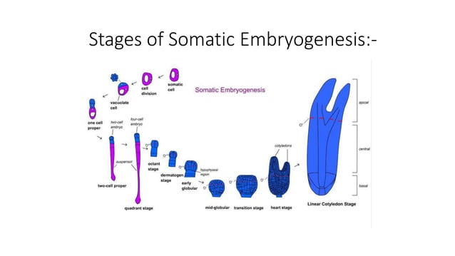Morphogenesis, organogenesis, embryogenesis & other techniques | PPTX