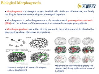 Morphogenetic Multi-Robot Pattern Formation Using Hierarchical Gene ...