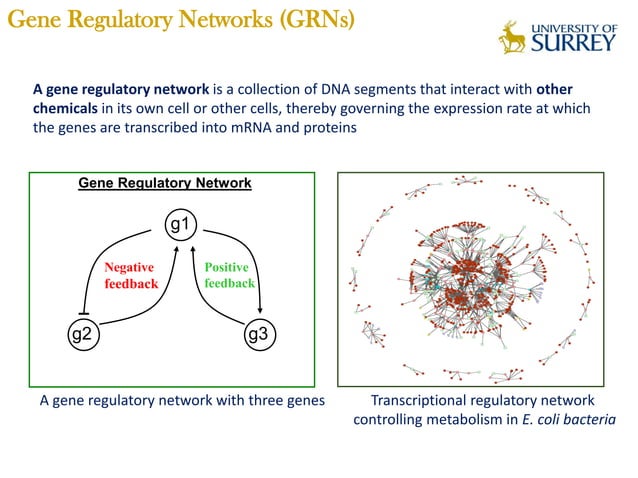 Morphogenetic Multi Robot Pattern Formation Using Hierarchical Gene Regulatory Networks Pdf