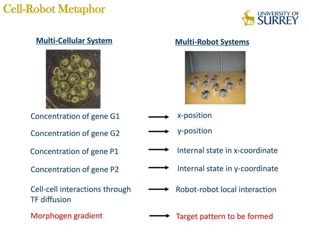 Morphogenetic Multi-Robot Pattern Formation Using Hierarchical Gene Regulatory Networks | PDF