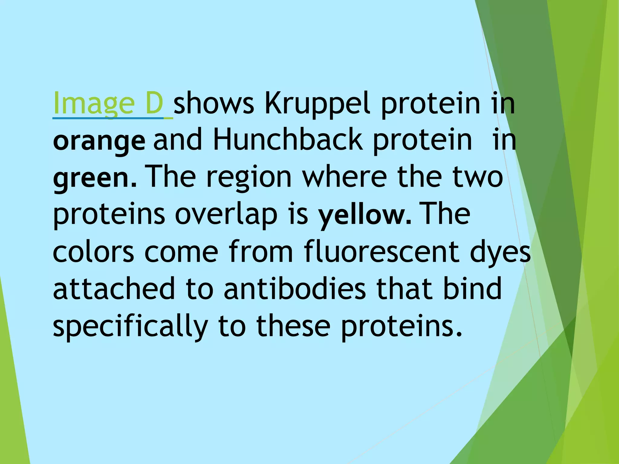 Morphogen gradient | PPTX