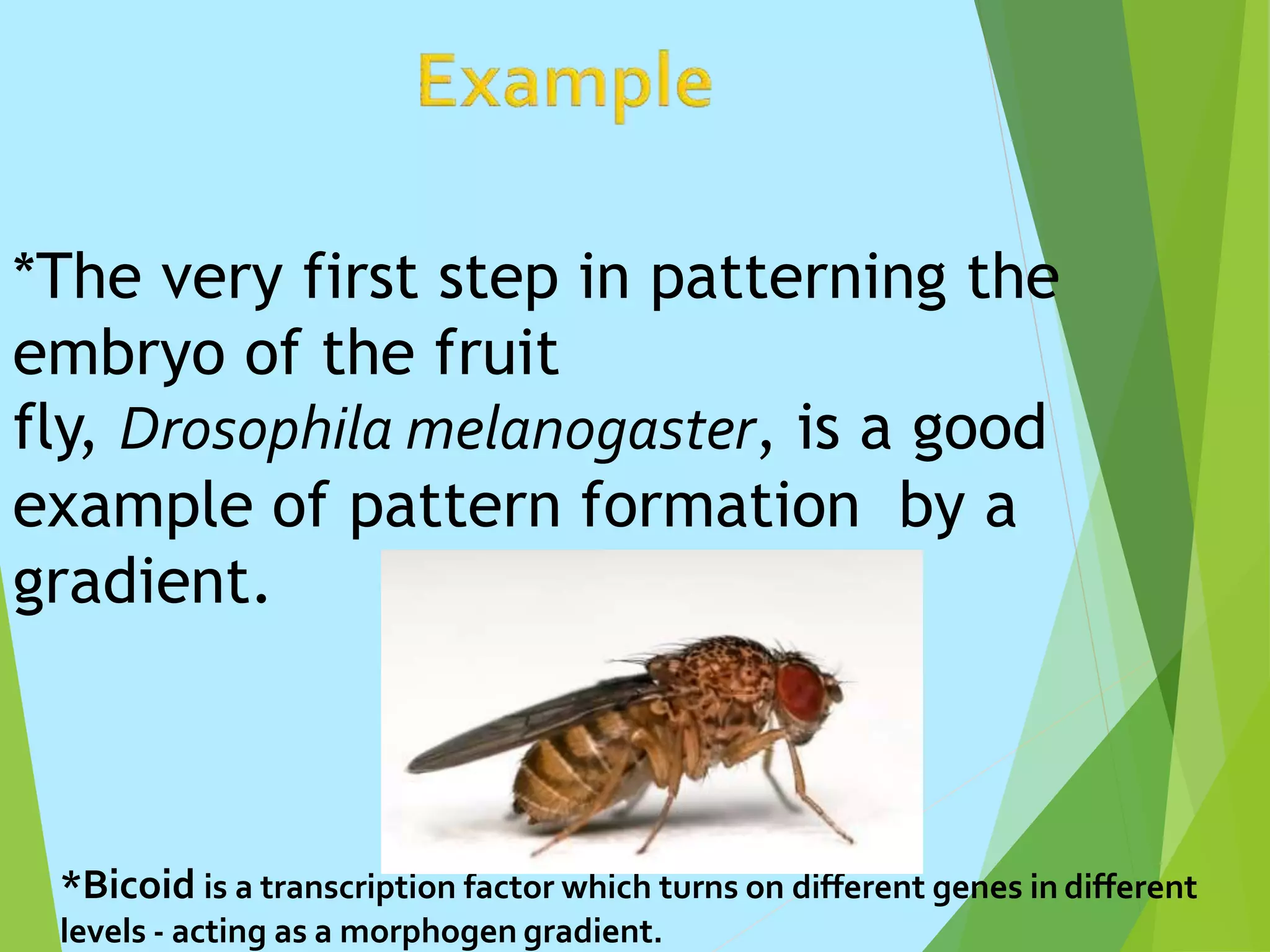 Morphogen gradient | PPTX