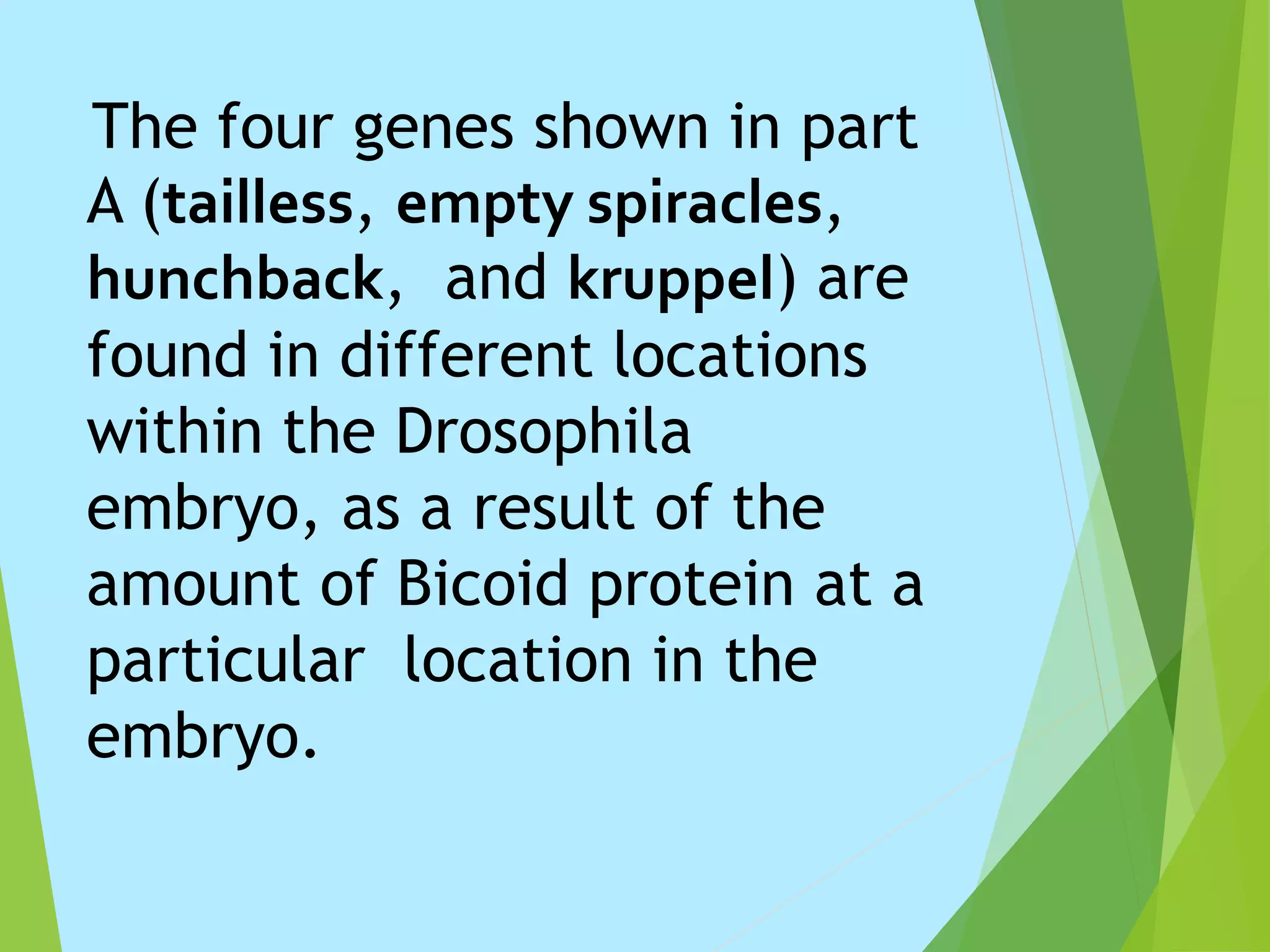 Morphogen gradient | PPTX