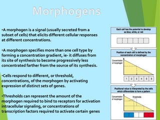 Morphogen gradient | PPTX