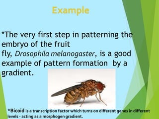 Morphogen gradient | PPTX