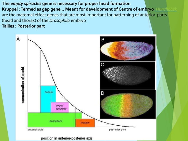 Morphogen gradient | PPTX | Biological Sciences | Science