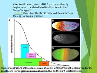 Morphogen gradient | PPTX