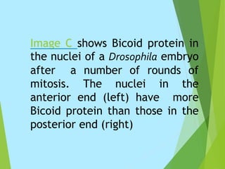 Morphogen gradient | PPTX