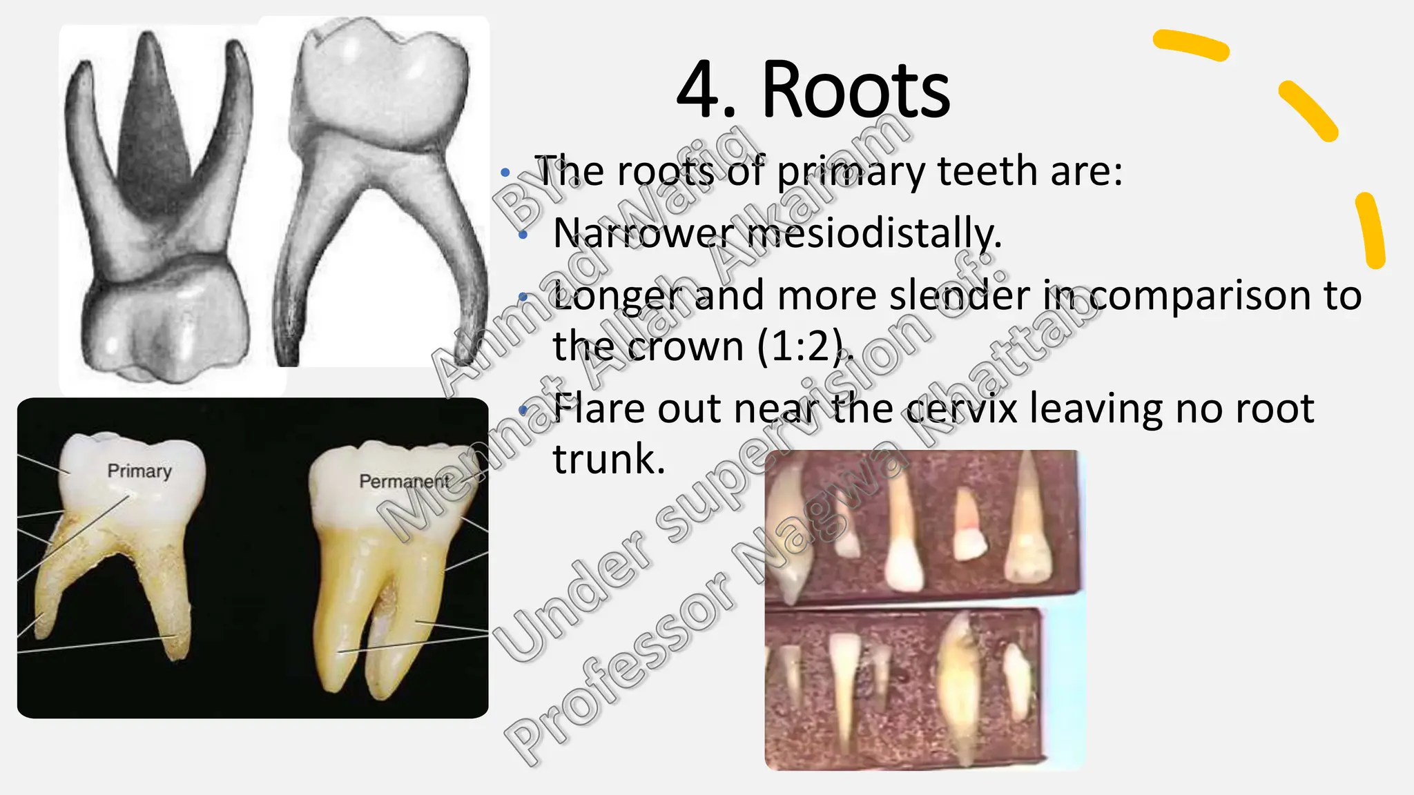 Morphological differences between permanent and deciduous teeth.pptx