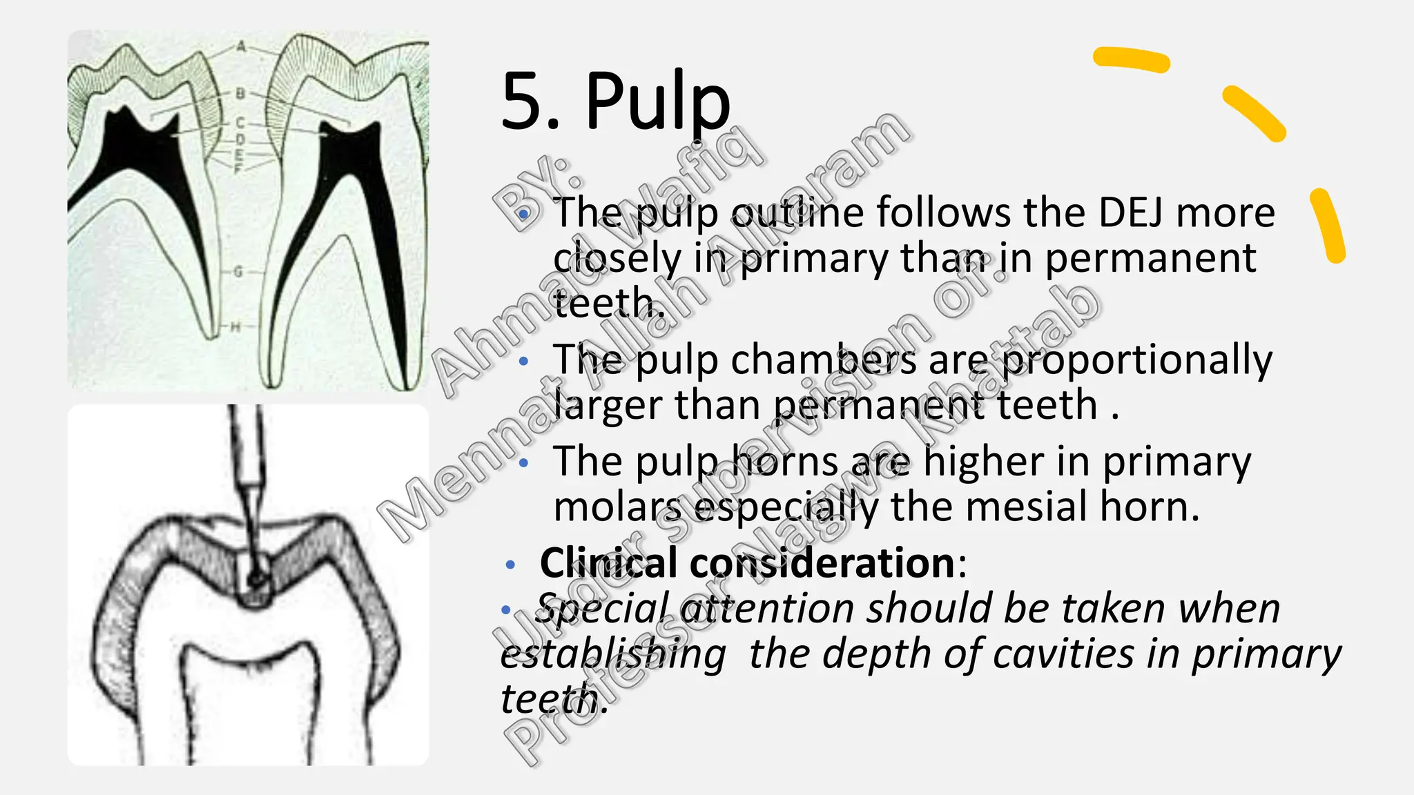 Morphological differences between permanent and deciduous teeth.pptx