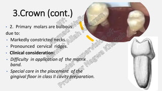 Morphological differences between permanent and deciduous teeth.pptx