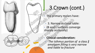 Morphological differences between permanent and deciduous teeth.pptx