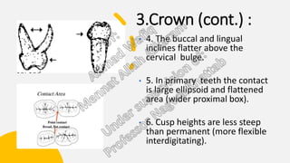 Morphological differences between permanent and deciduous teeth.pptx