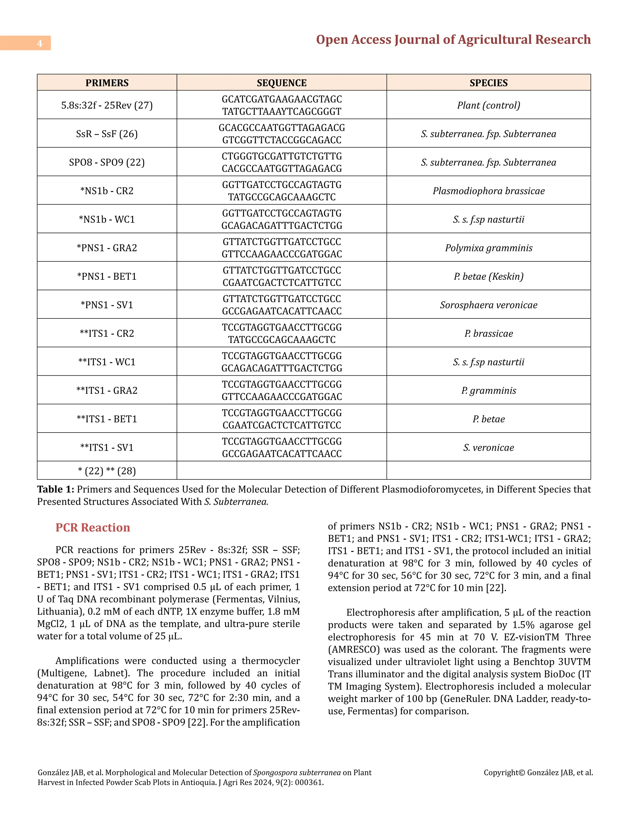 morphological-and-molecular-detection-of-spongospora-subterranea-on ...