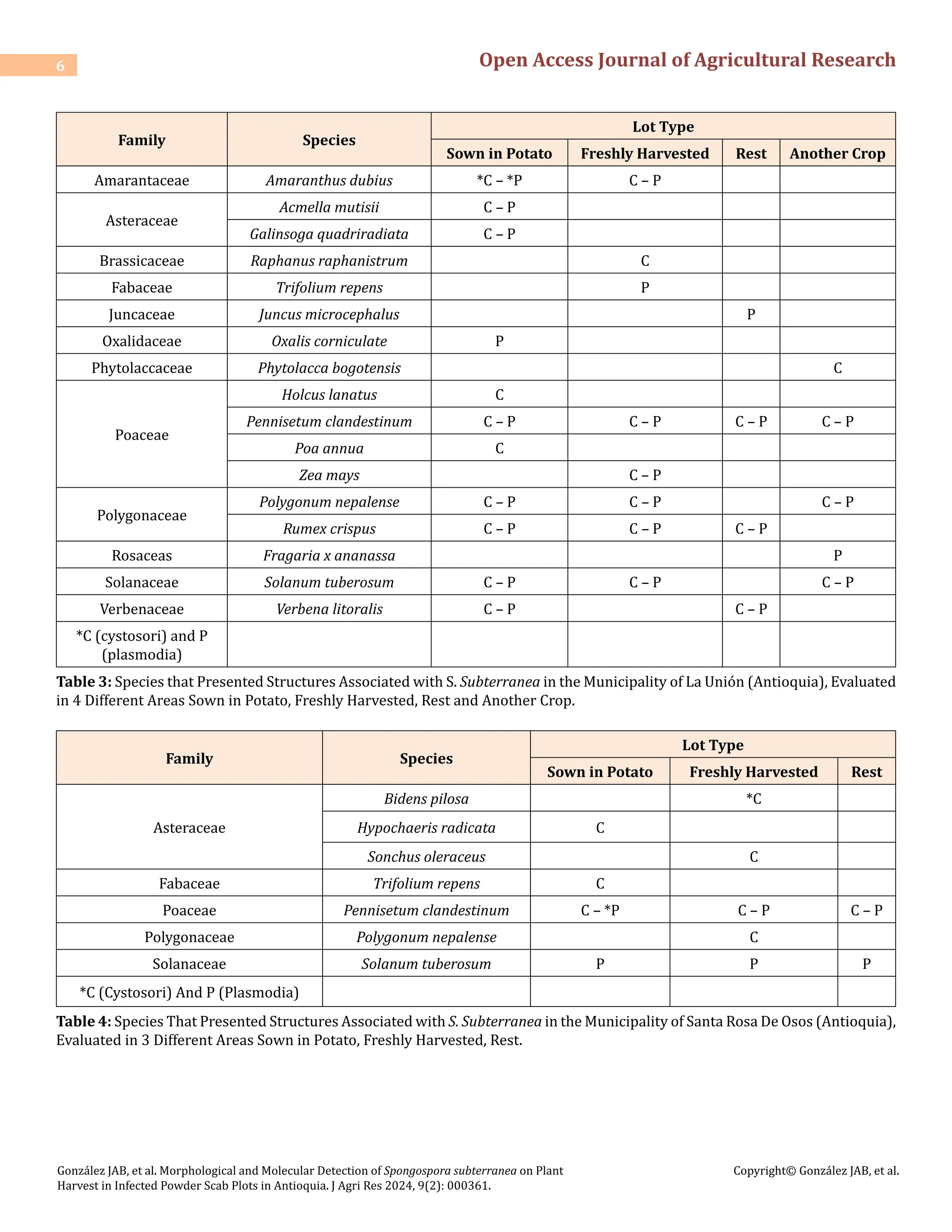 morphological-and-molecular-detection-of-spongospora-subterranea-on ...