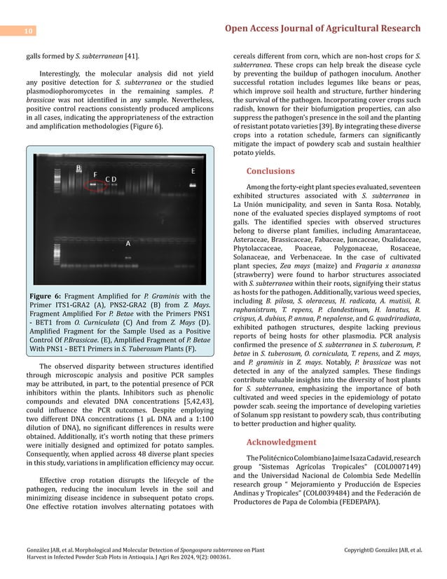 morphological-and-molecular-detection-of-spongospora-subterranea-on ...