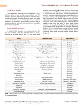 morphological-and-molecular-detection-of-spongospora-subterranea-on ...
