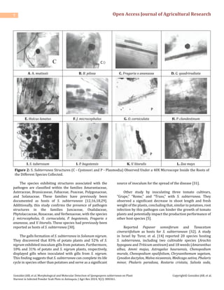 morphological-and-molecular-detection-of-spongospora-subterranea-on ...