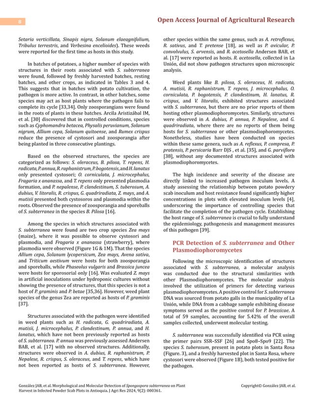 morphological-and-molecular-detection-of-spongospora-subterranea-on ...