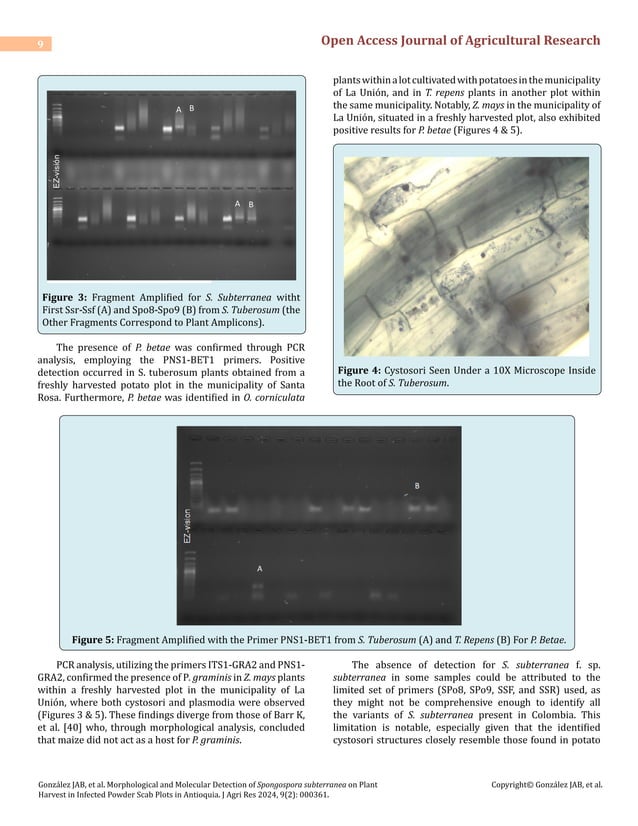 morphological-and-molecular-detection-of-spongospora-subterranea-on ...