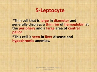 Leptocyte