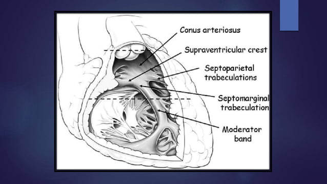 Morphological anatomy of heart | PPTX