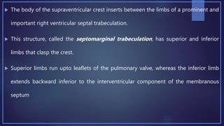 Supraventricular Crest