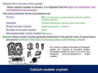 Morphological and histological characteristics of crude drugs | PDF