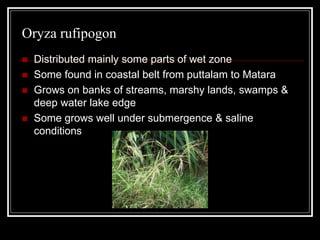 Morphological characterization of wild rice accessions collected from.ppt