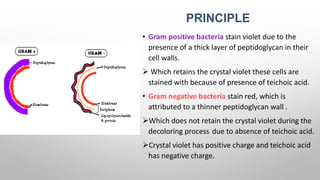 Staining techniques of Microorganisms | PPTX